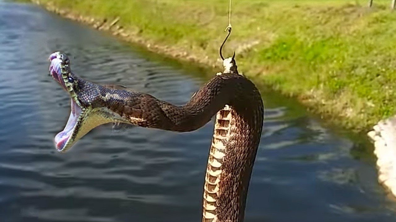 Snakes as bait? Insane fishing experiment begins