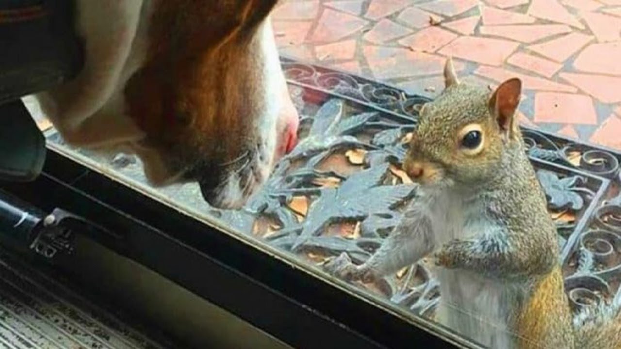 This Squirrel Keeps Coming Back To Visit The Family That Saved Her 8 ...