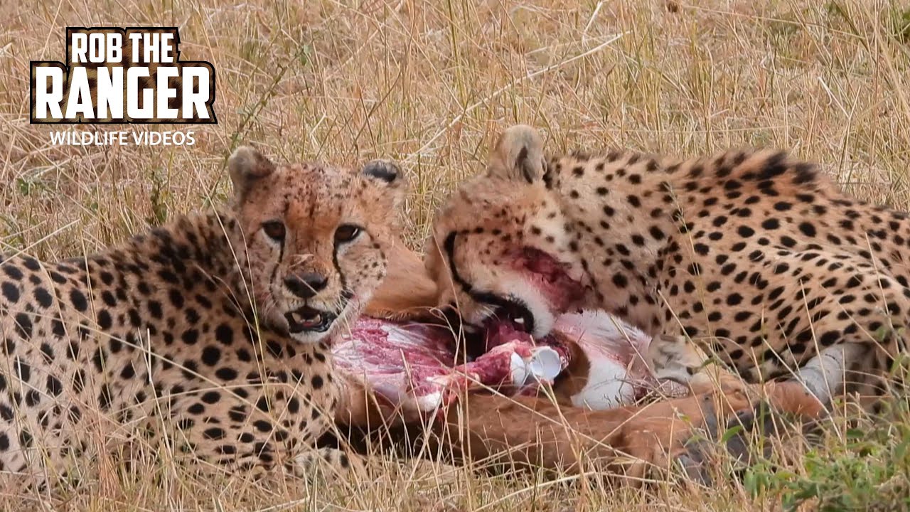 Cheetah Coalition Dismantles Topi With Precision
