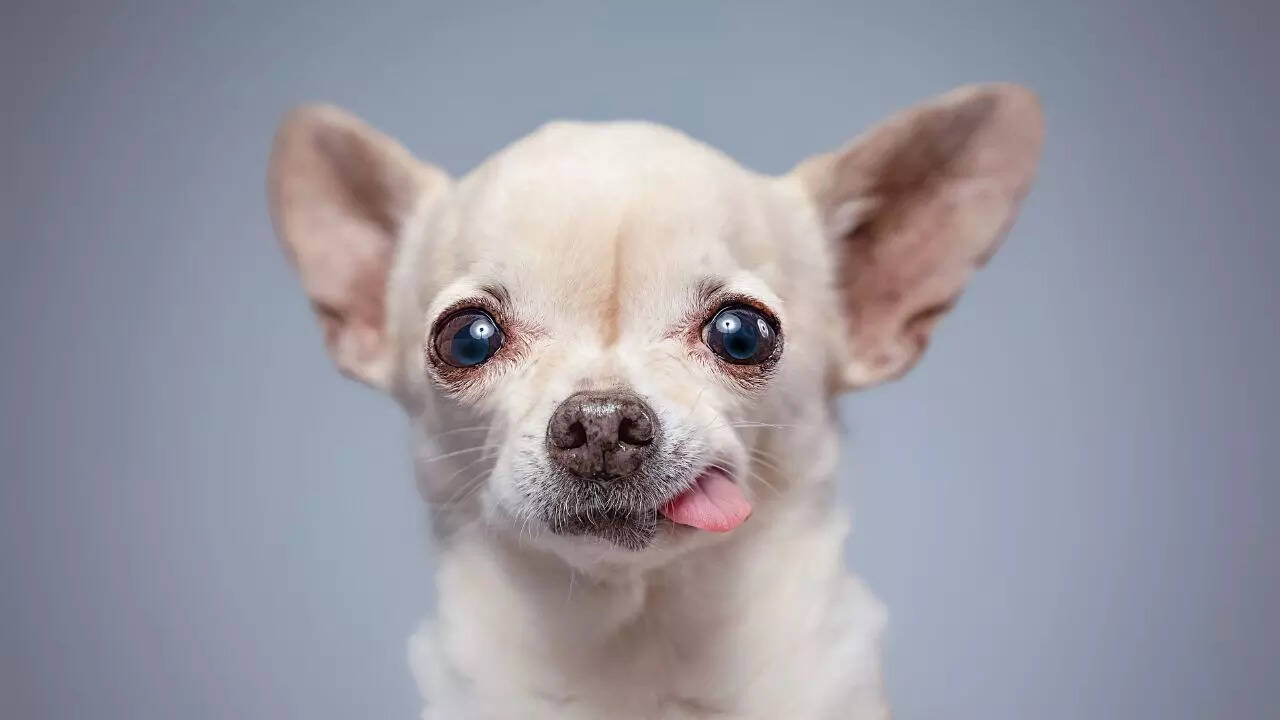 5 cutest pet dog breeds that stay small forever-- Perfect for apartment ...