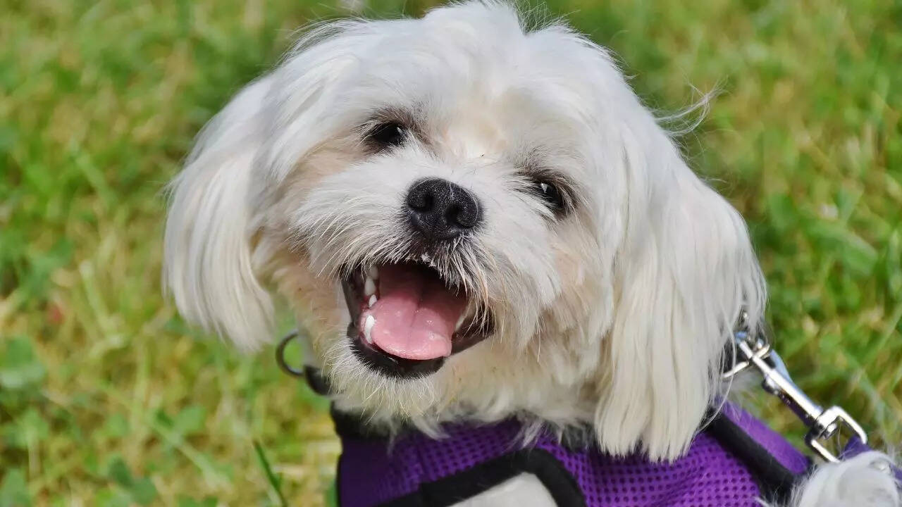 5 cutest pet dog breeds that stay small forever-- Perfect for apartment ...