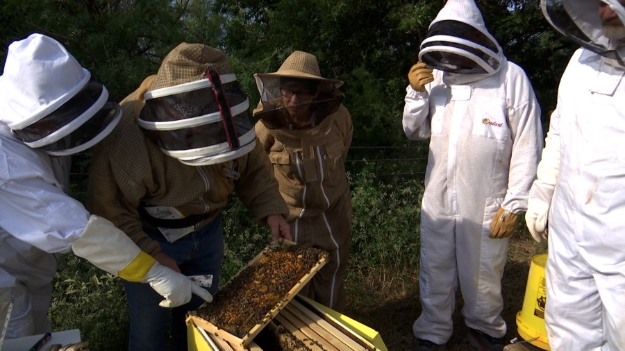 North Texas Beekeepers Forum holds first-ever field day