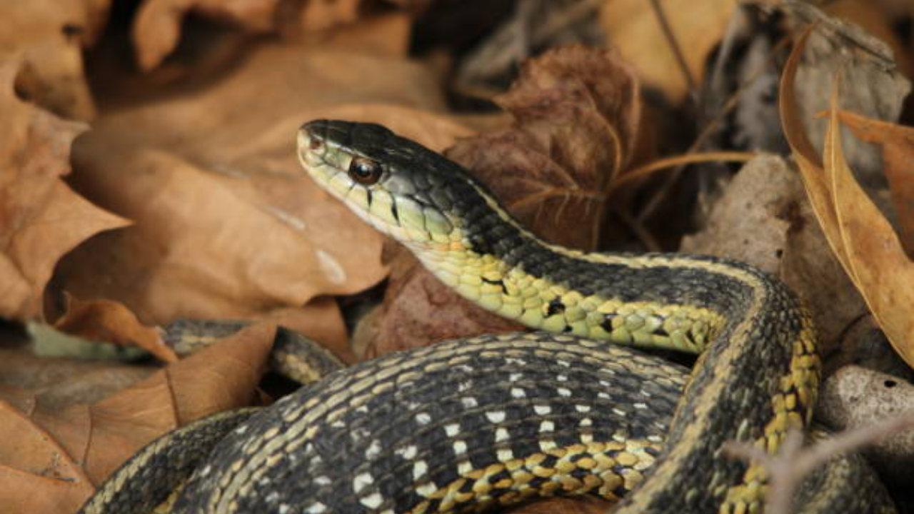 Venomous vs. non-venomous snakes: How to tell the difference