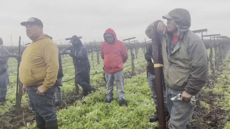 Farmworker advocates: Trump's pause for raids at farms doesn't solve ...