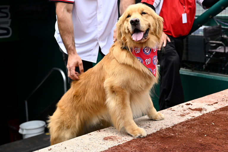Bruce, el Golden Retriever que debutó con los Nationals como recoge ...