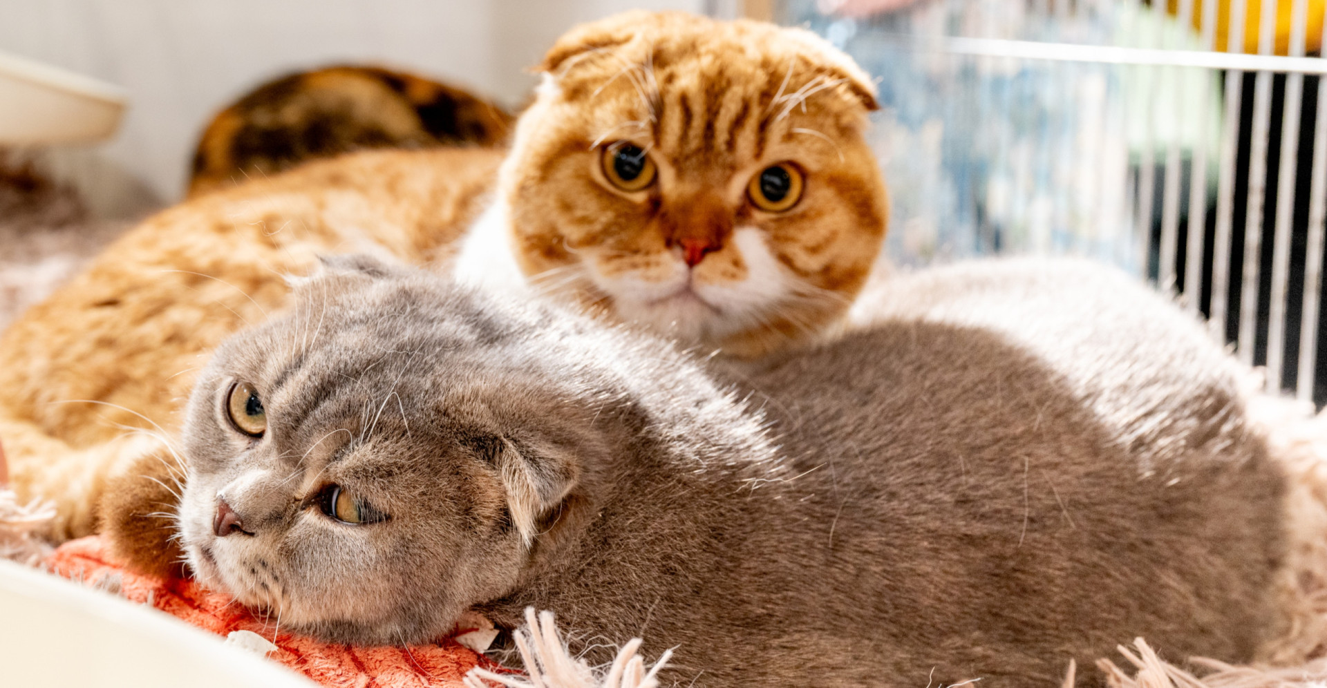The world's most expensive cat breeds