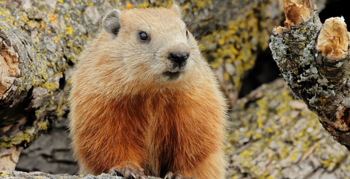 Formula 1: Groundhog Incident In Canadian Grand Prix
