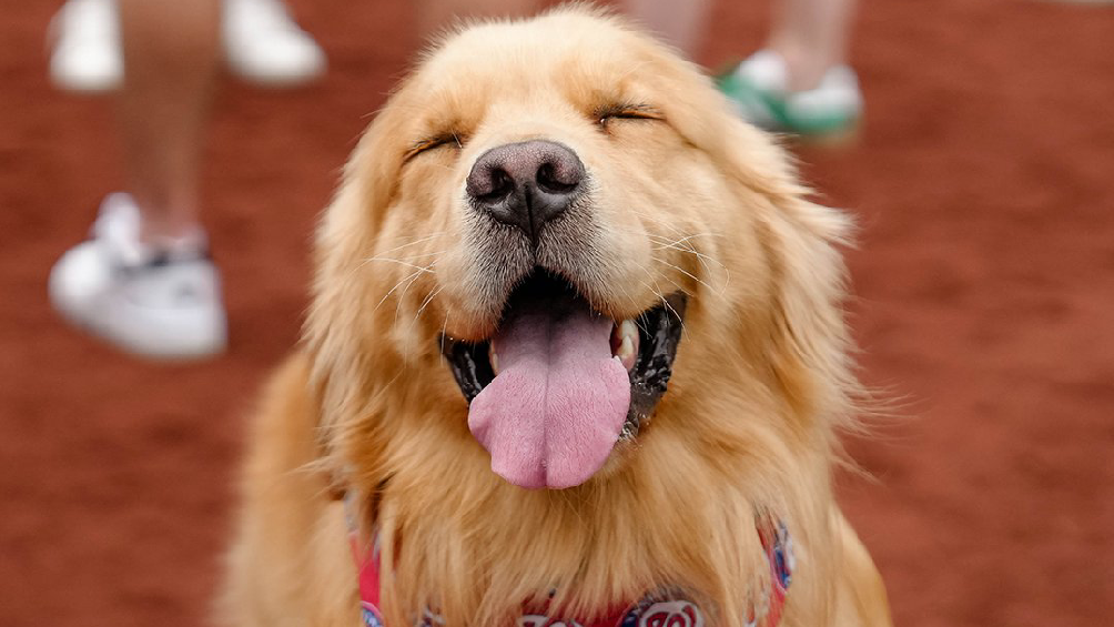 Bruce, el Golden Retriever que debutó con los Nationals como recoge ...