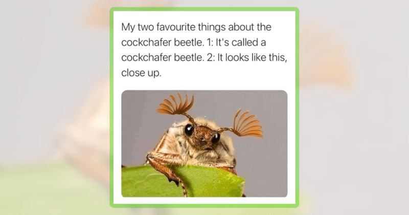 21 Snug Bug Memes to Buzz Away Your Monday Mellows