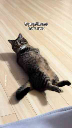 Cats Are Magical Creatures That Can Transform Into Anything
