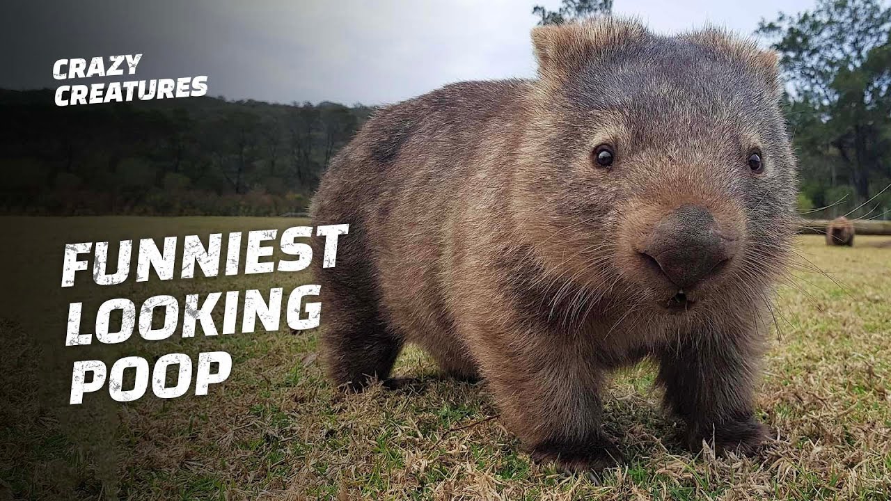 Why Wombat Poop is a Perfect Cube