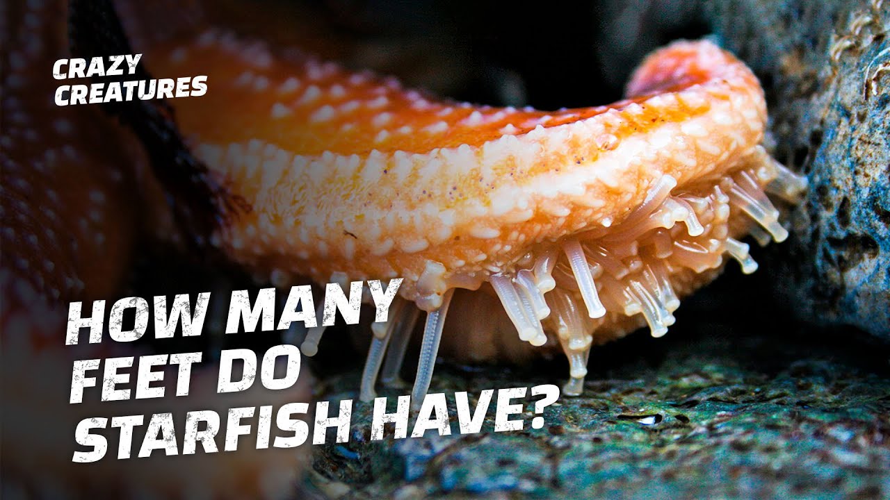 Why Do Starfish Have Thousands of Feet