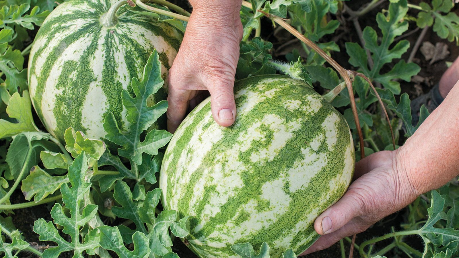 7 plants to grow with watermelon for the best harvest ever, plus the ...
