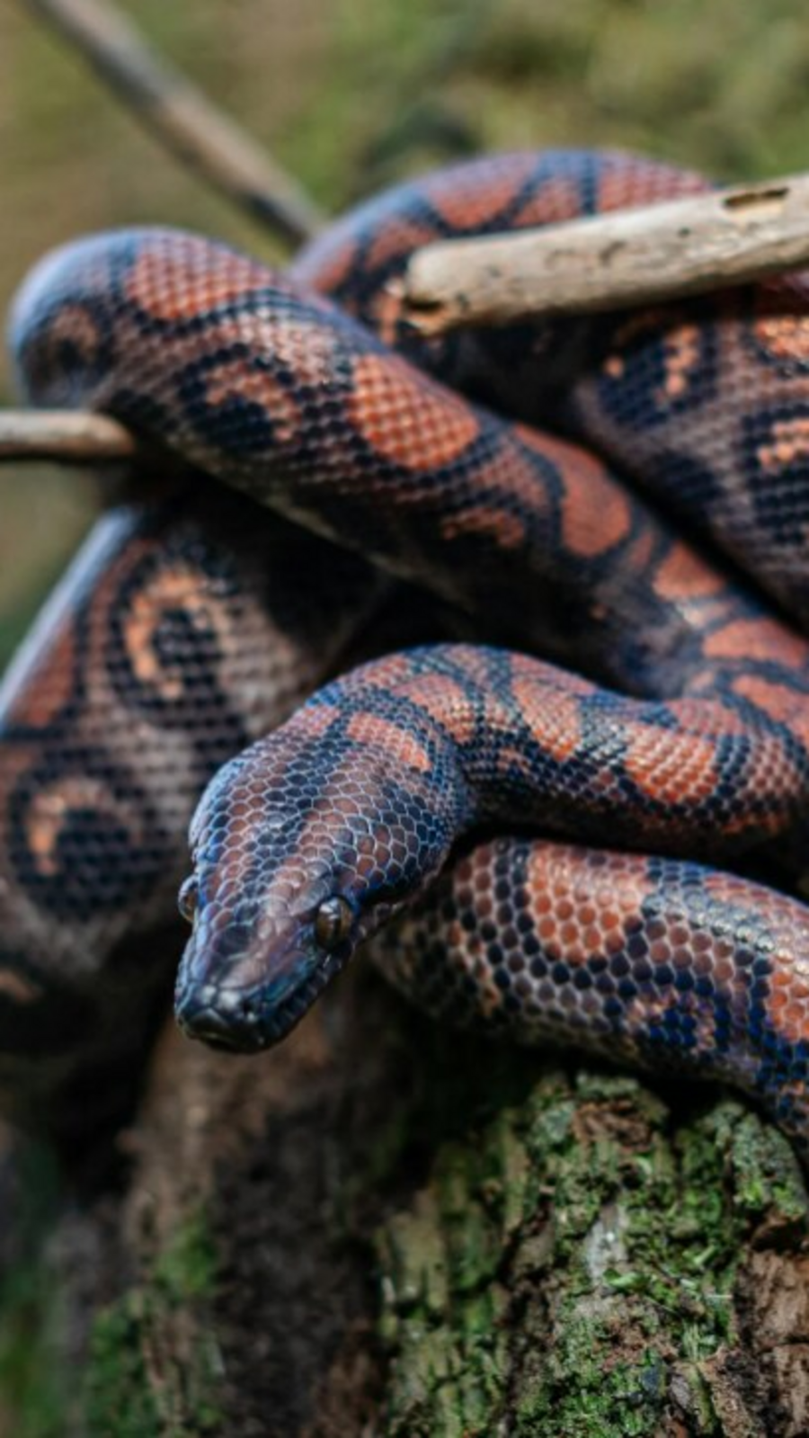 What to do if a snake bites you?