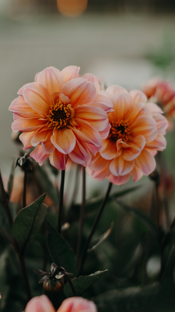 9 extremely high-maintenance plants people should only grow if they ...