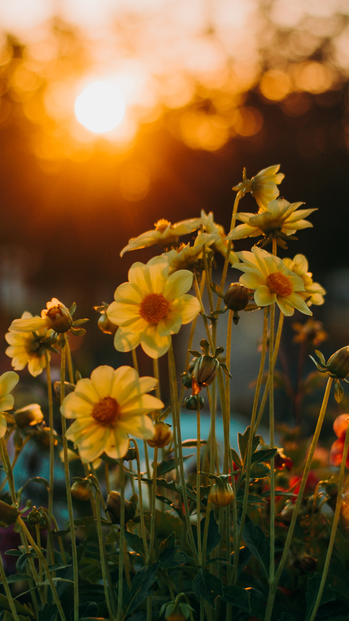 9 extremely high-maintenance plants people should only grow if they ...
