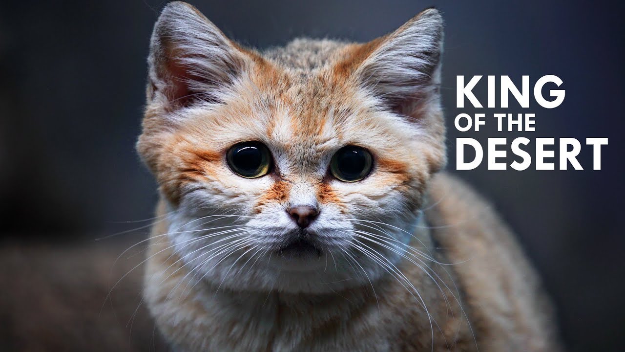 How the Sand Cat Survives and Thrives in Extreme Heat