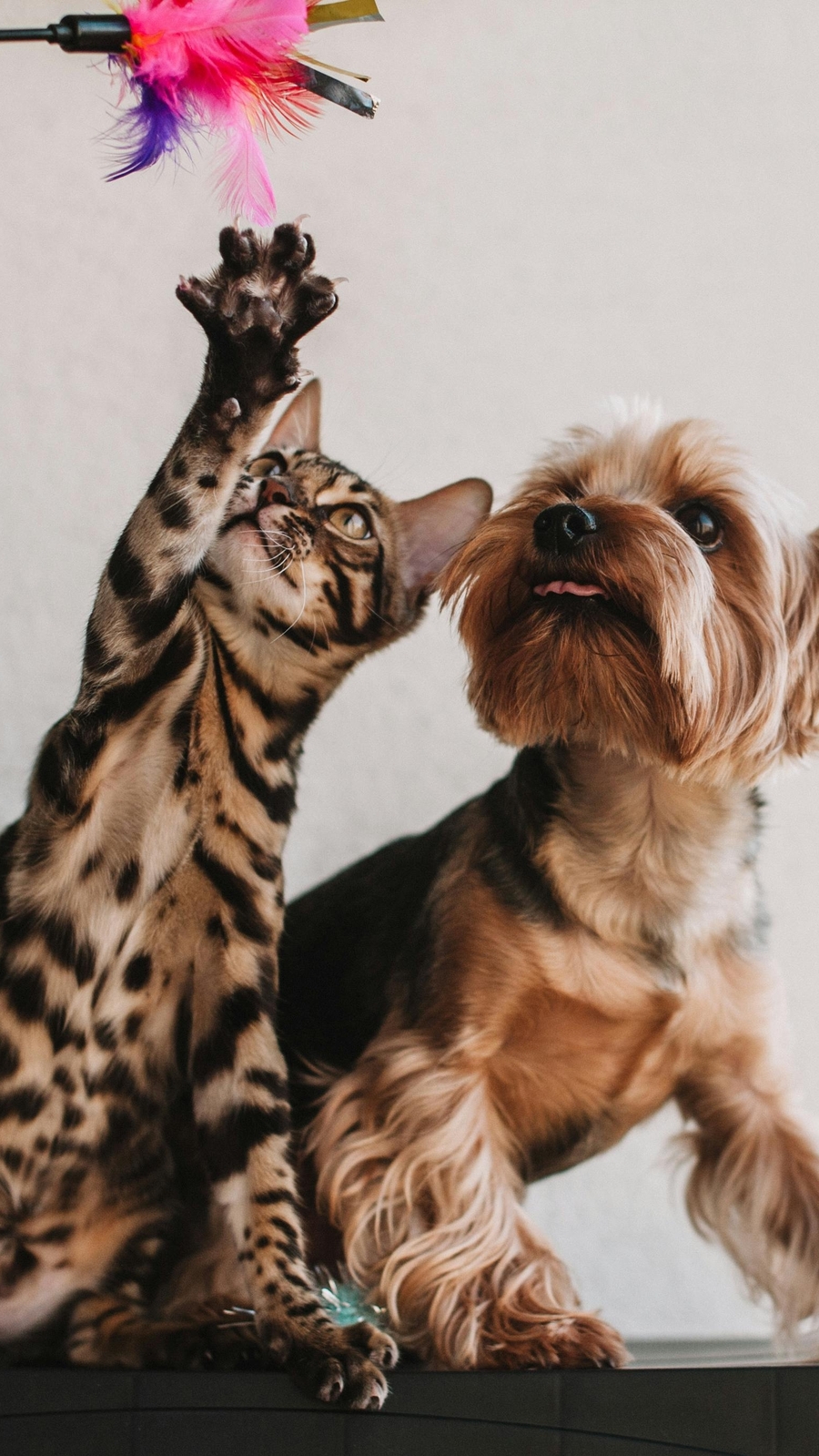 How to introduce a cat to a new dog