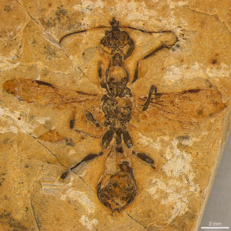 Formiga-infernal que existiu no Nordeste brasileiro é a mais antiga do ...