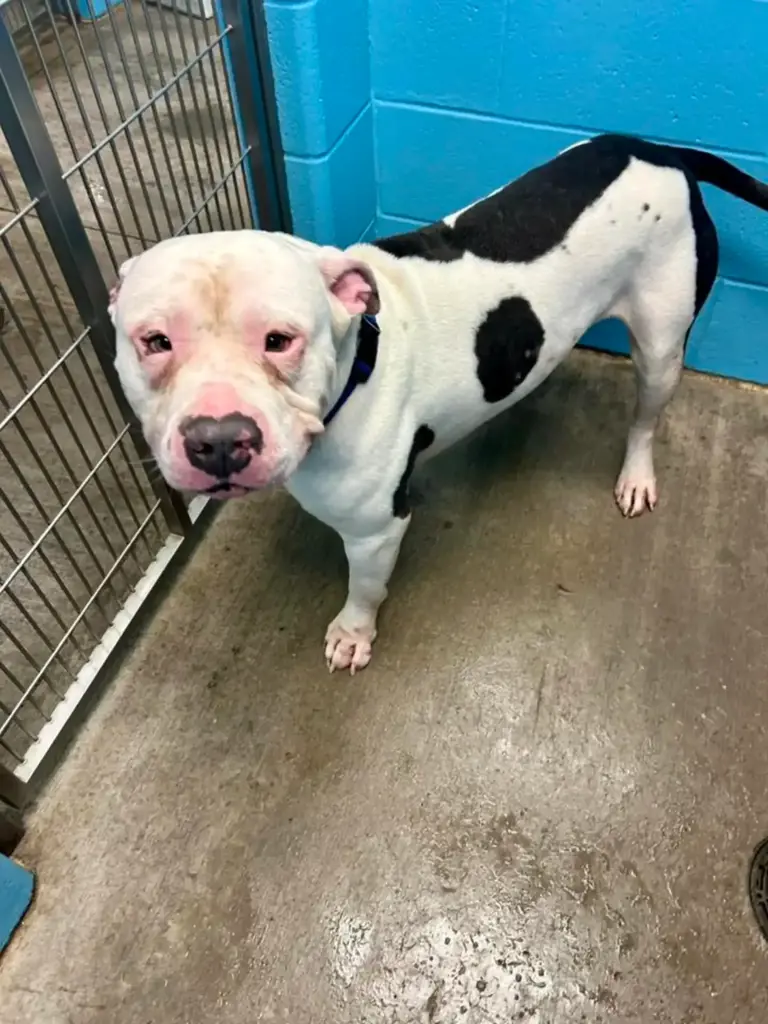 Abandonné et attaché à un arbre, Dubya retrouve la joie de vivre grâce ...