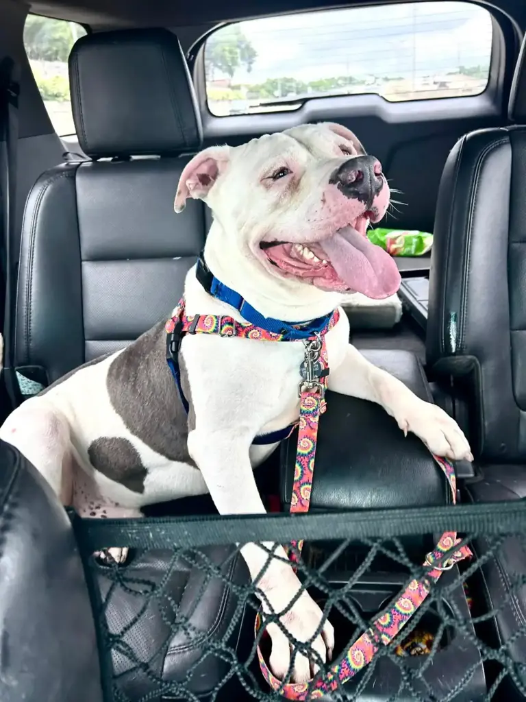 Abandonné et attaché à un arbre, Dubya retrouve la joie de vivre grâce ...