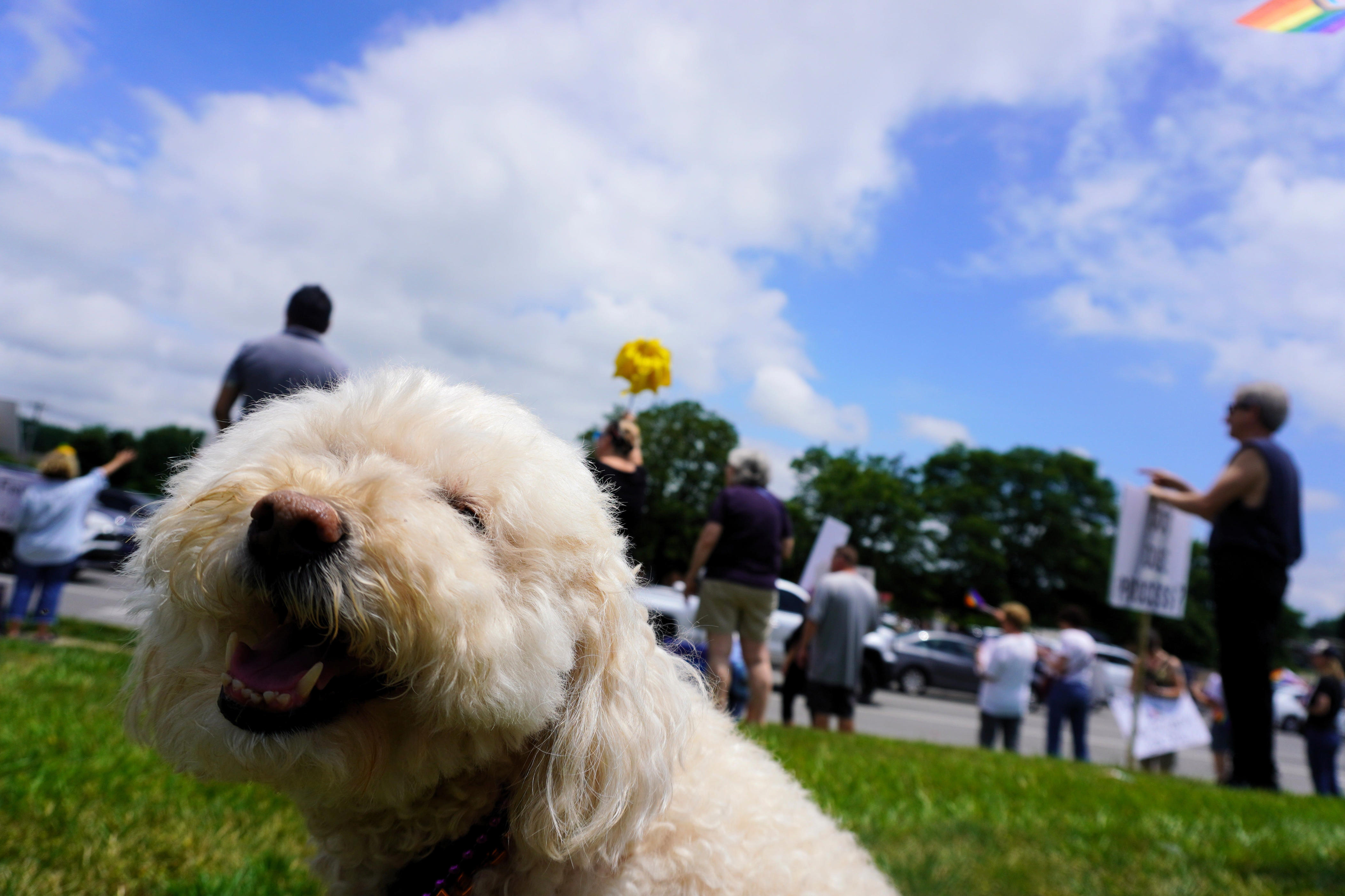 It's cold dog walk season. Is it legal to leave my dog poop on the ...