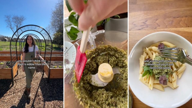 Forager shares delicious recipe using unexpected ingredients: 'You've ...