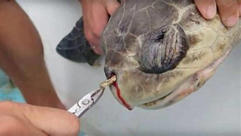 How One Sea Turtle Sparked a Movement Against Plastic Straws