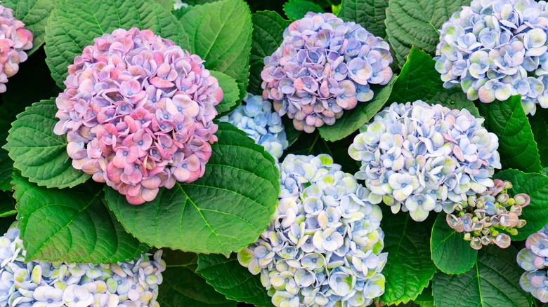 Gardening Tips And Tricks For Successful Hydrangea Blooms Every Year