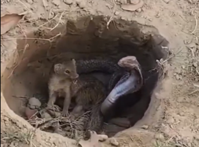 7 animals that can hunt and eat snakes