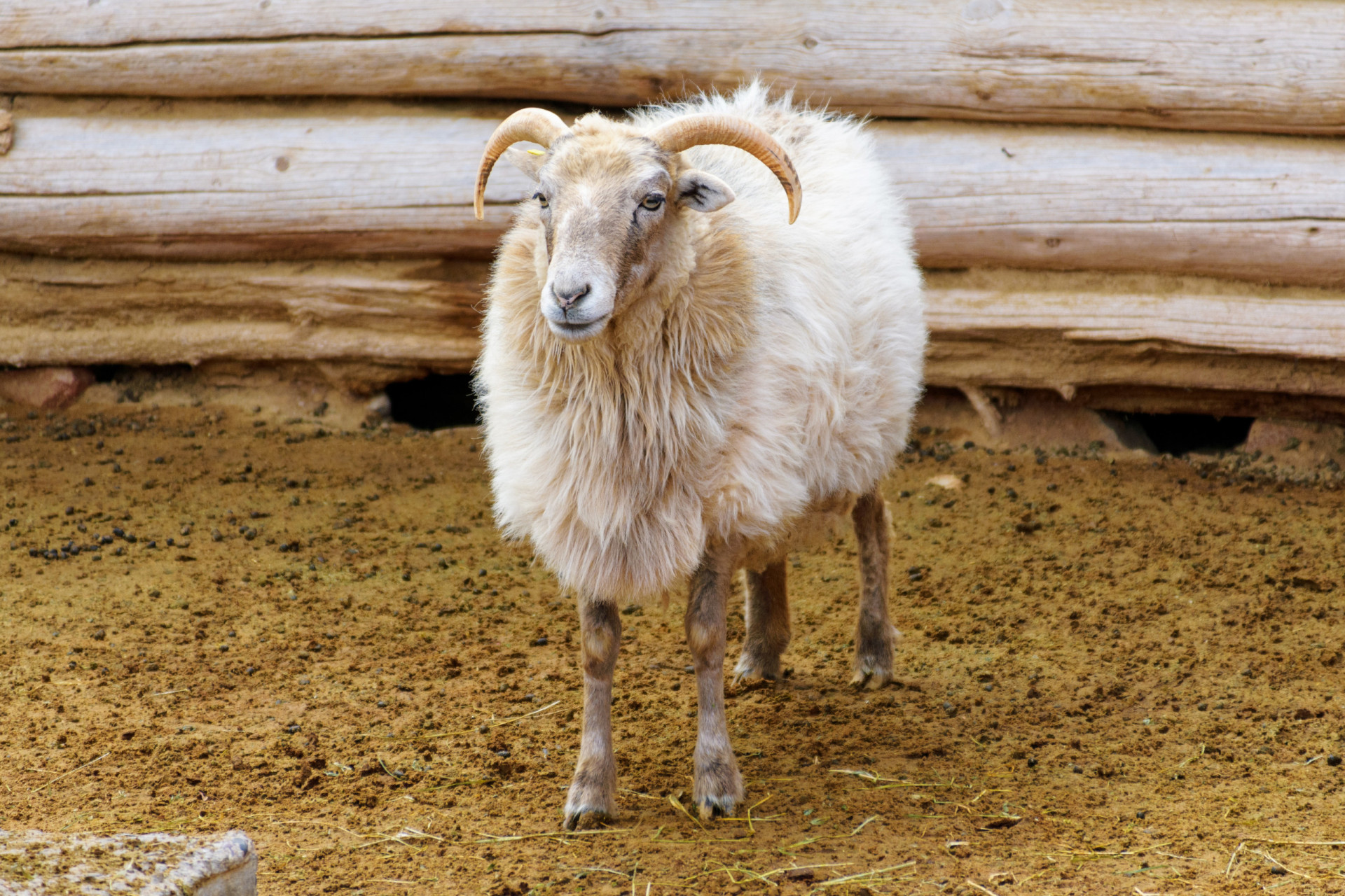 Pourquoi certains animaux ne pourront jamais être apprivoisés