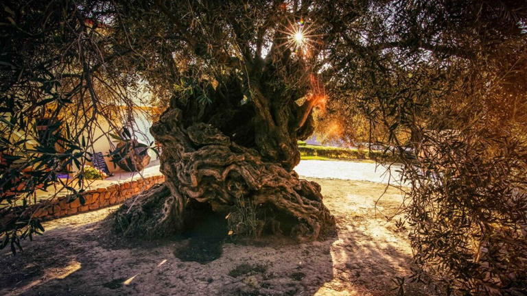 Encina vs Alcornoque: Diferencias Botánicas, Ambientales y Usos Clave