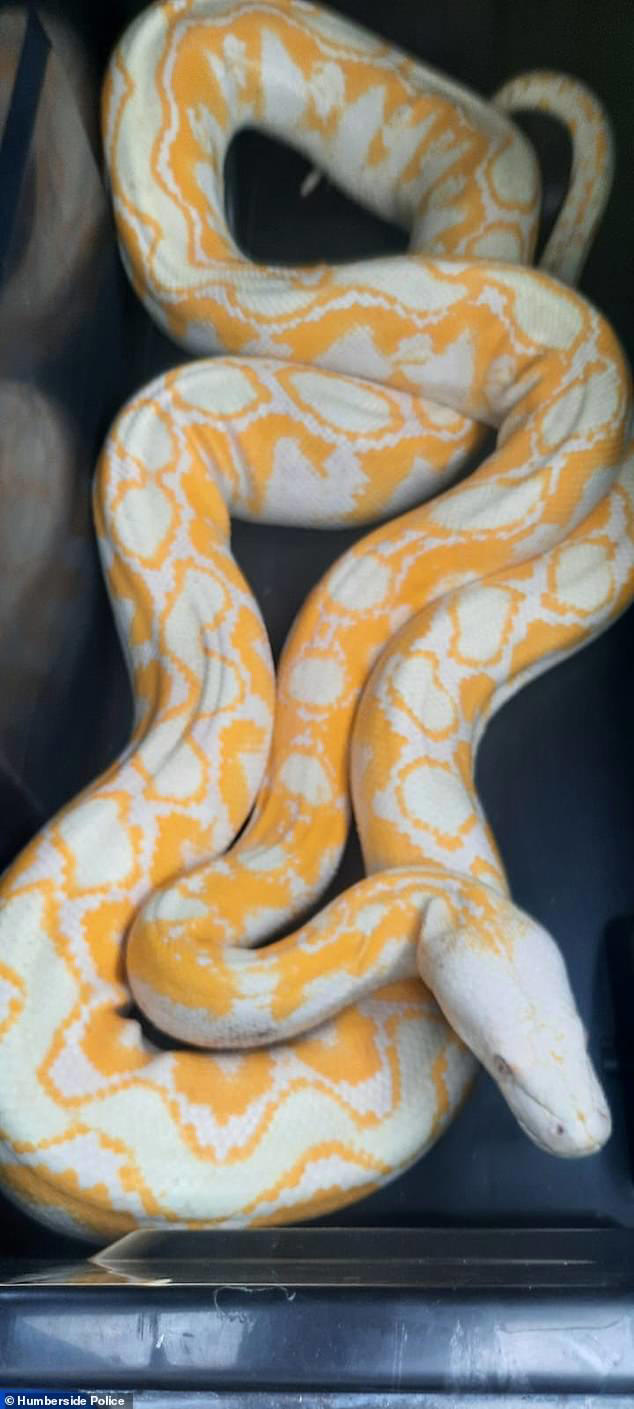 Dog walkers warned after 18ft long python that can crush pets to death ...