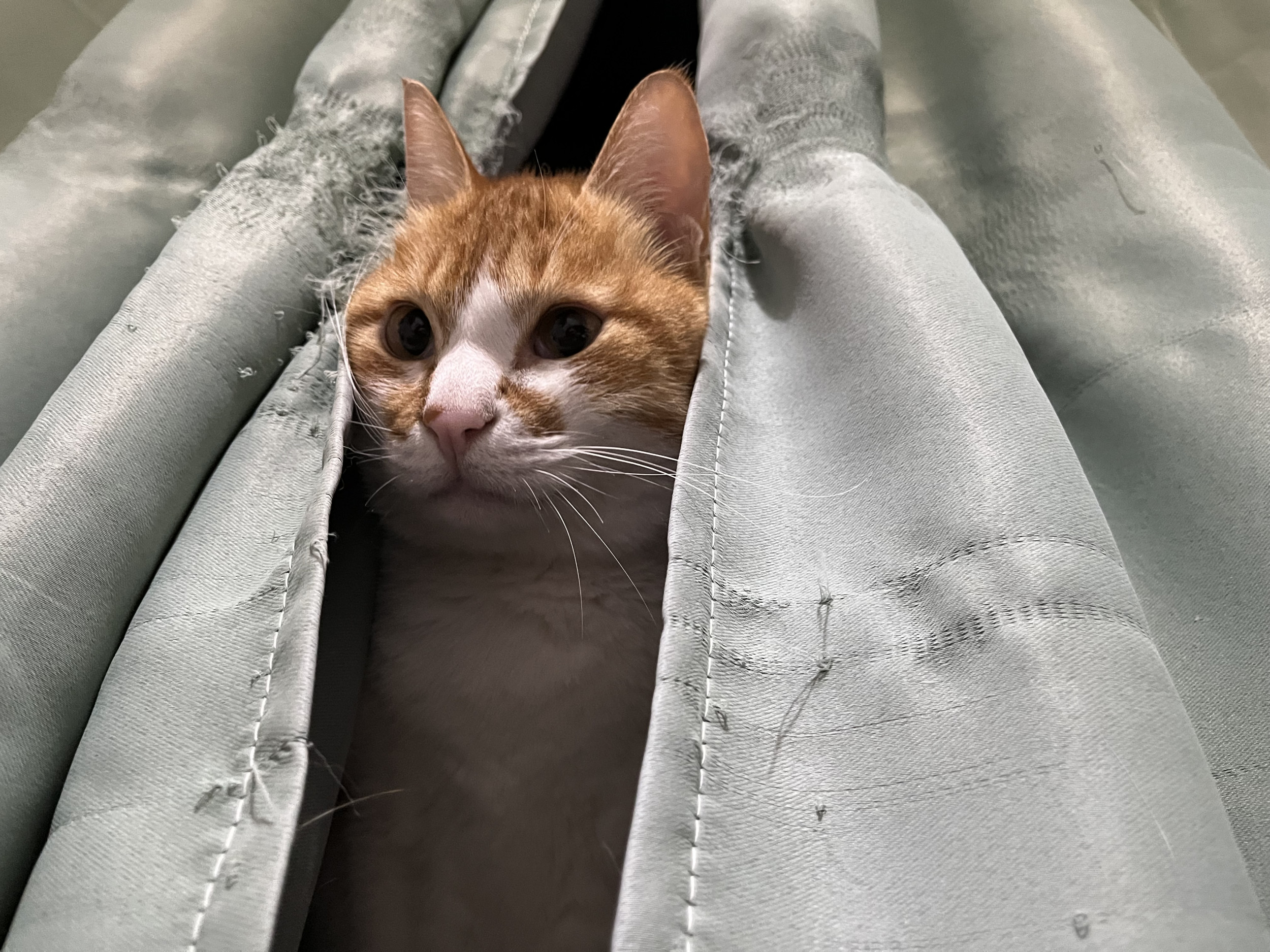 Cat spies on owner in the weirdest way—and people can't stop watching