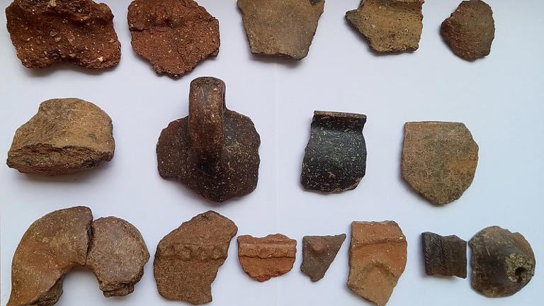 Pyoderma in dogs: Symptoms, causes, and how to treat this skin Infection