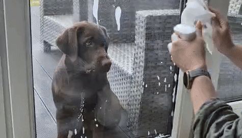 Frisky Labrador Tries to Play With Owner Cleaning Window