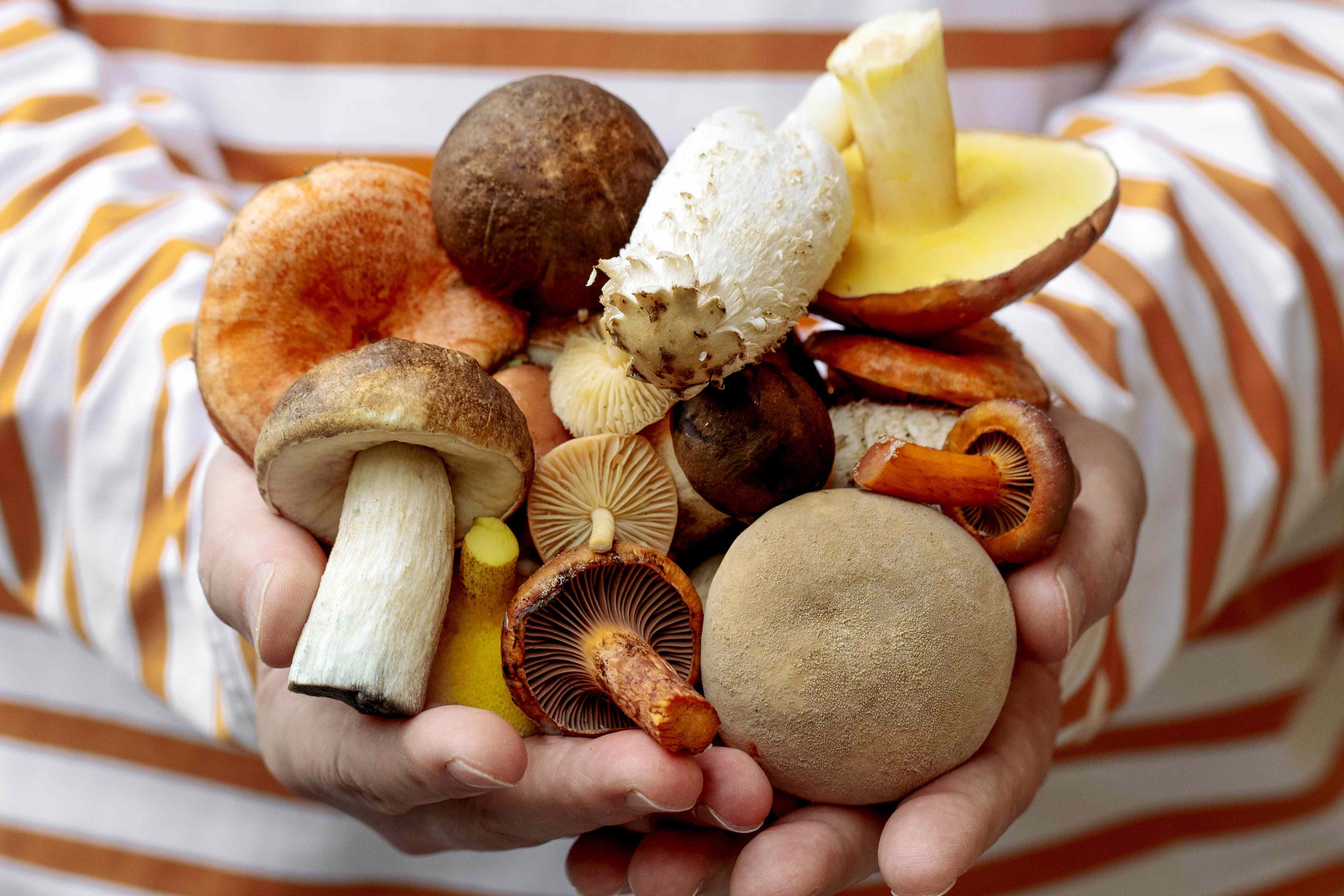 One Wrong Bite Can Kill You — That’s Why This Professional Forager Has ...