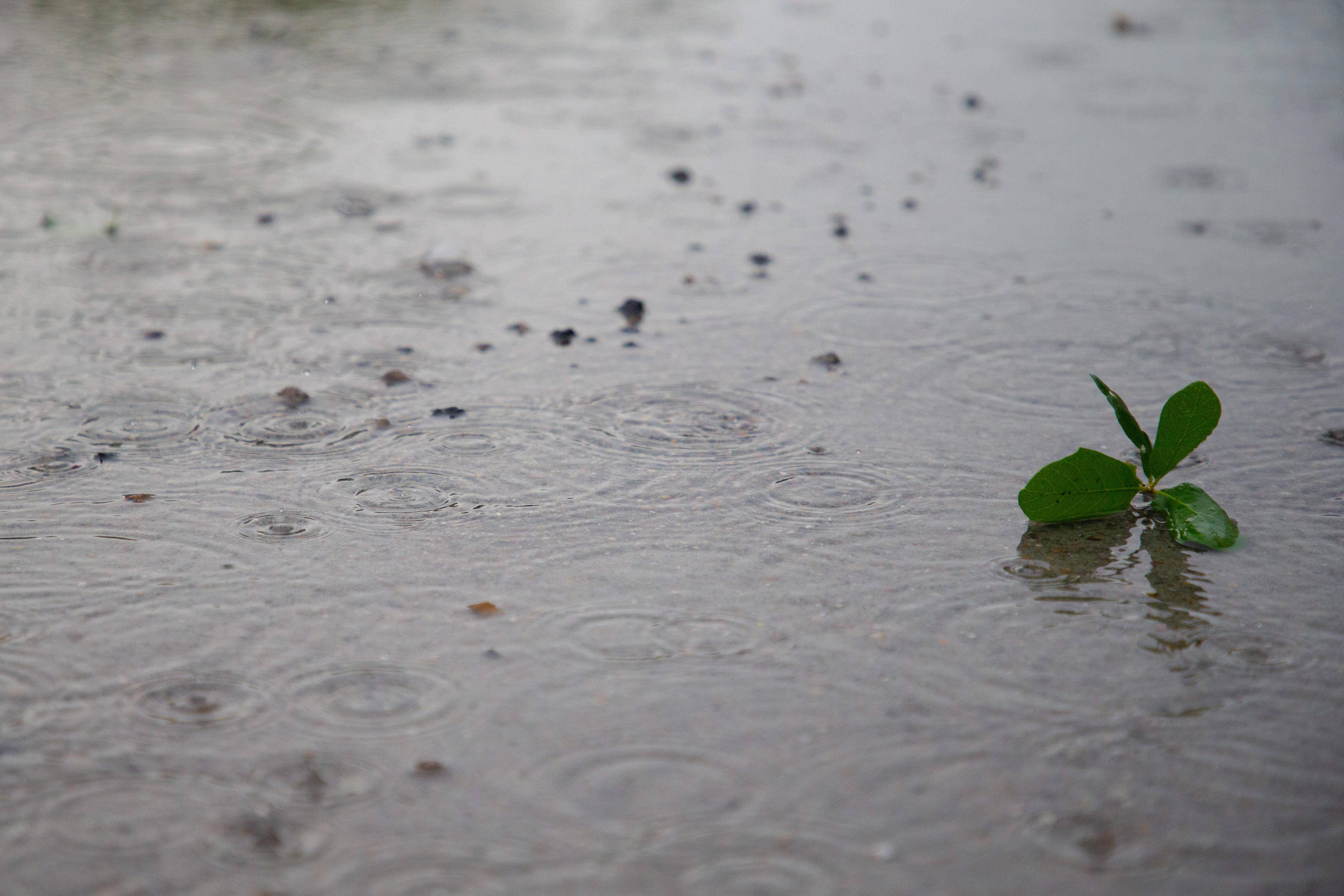 Rain is in the forecast for Corpus Christi; here's how long it will last