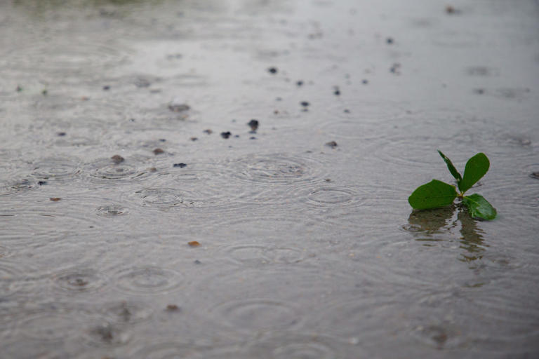 Here S How Much Rain Is Forecast For Corpus Christi This Week
