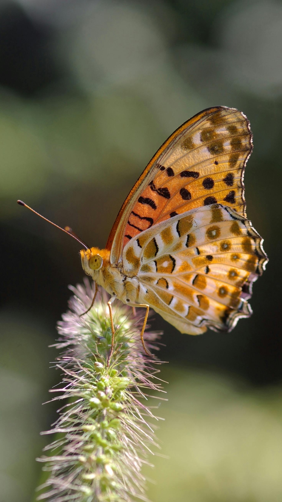 Harmless animals you should know about