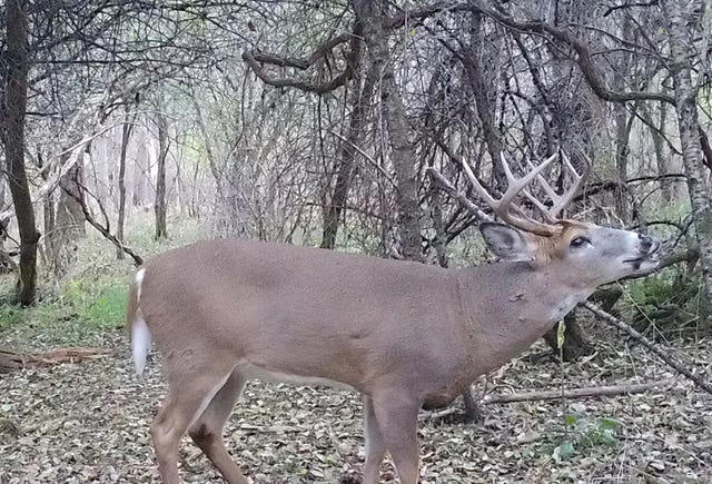 Where was the best place in New York state to harvest a deer in 2024 ...