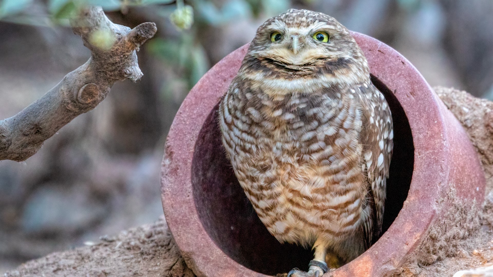 ‘Owl Cam’ shows how small, adorable owls settle into their new Arizona ...