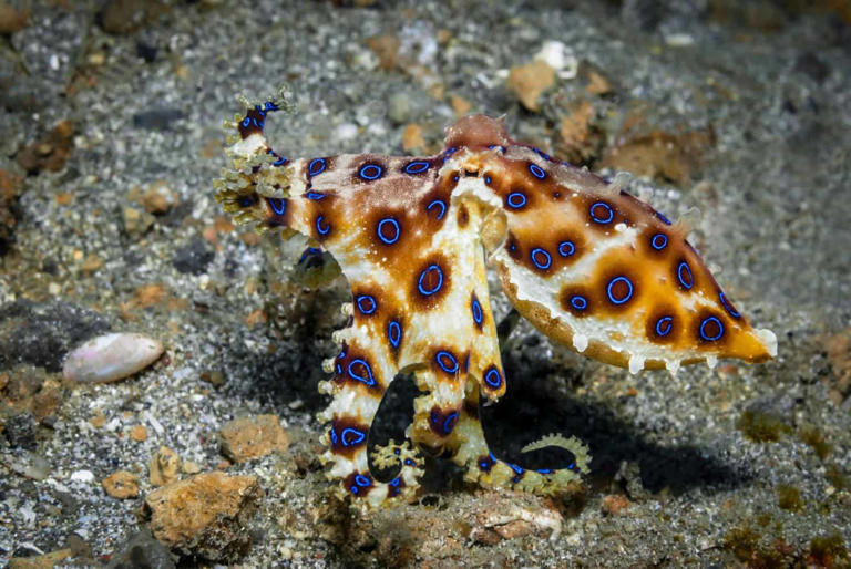 What Aristotle Got Wrong About the Magnificent Octopus