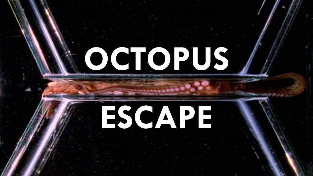 The Great Escapers: Why Octopuses Can Slip Out of Anything