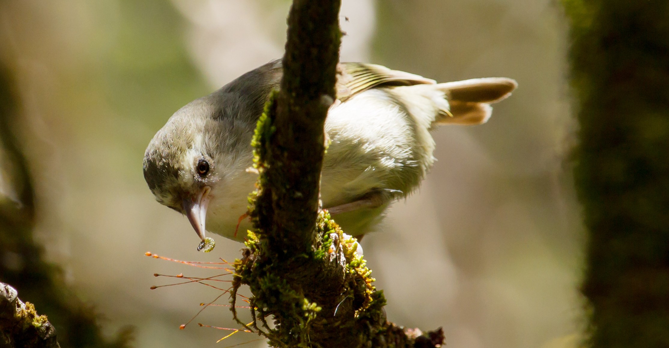 Scientists are dropping live mosquitoes out of drones in Hawaii. Here’s ...