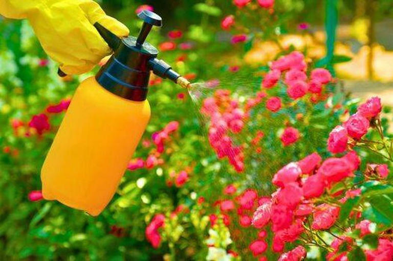 Roses need spraying once a week to stop black spot disease