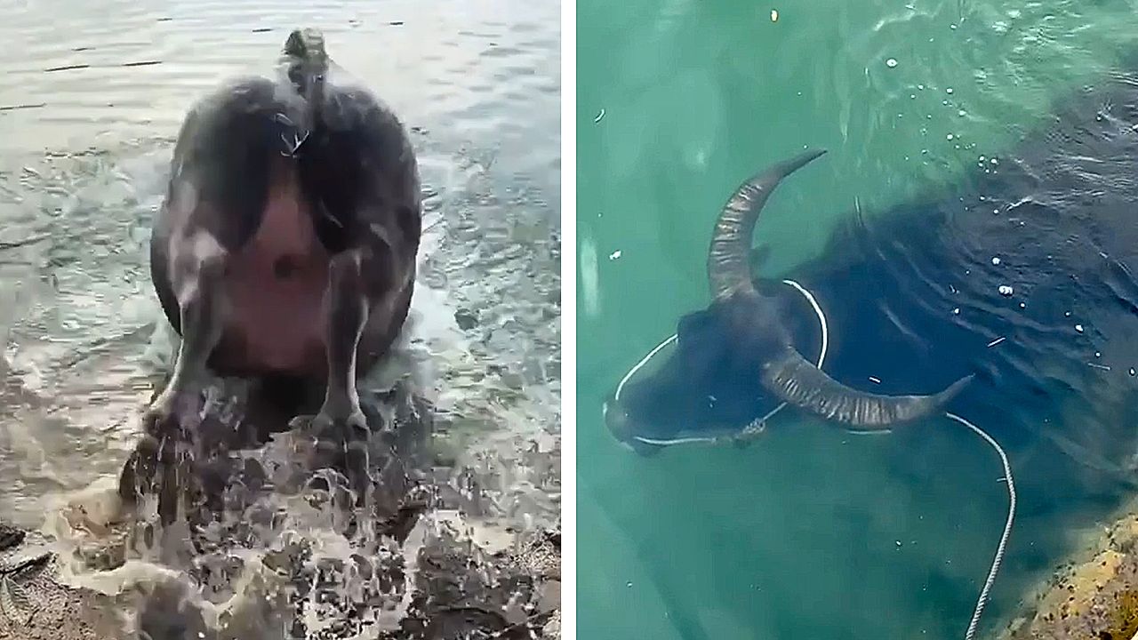 Buffalo gracefully dives into deep water to cool off in China