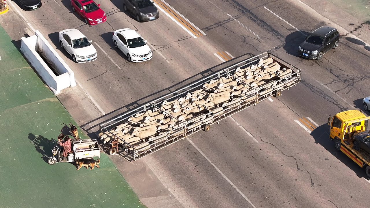 The Genius Solution a Poor Chinese Farmer Found to Transport his Sheep