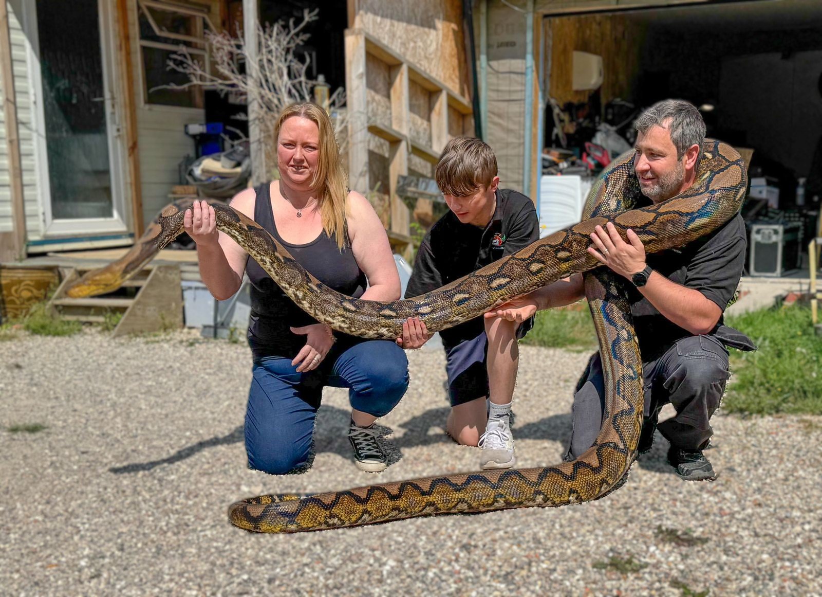 Four large pythons found dumped in UK woods