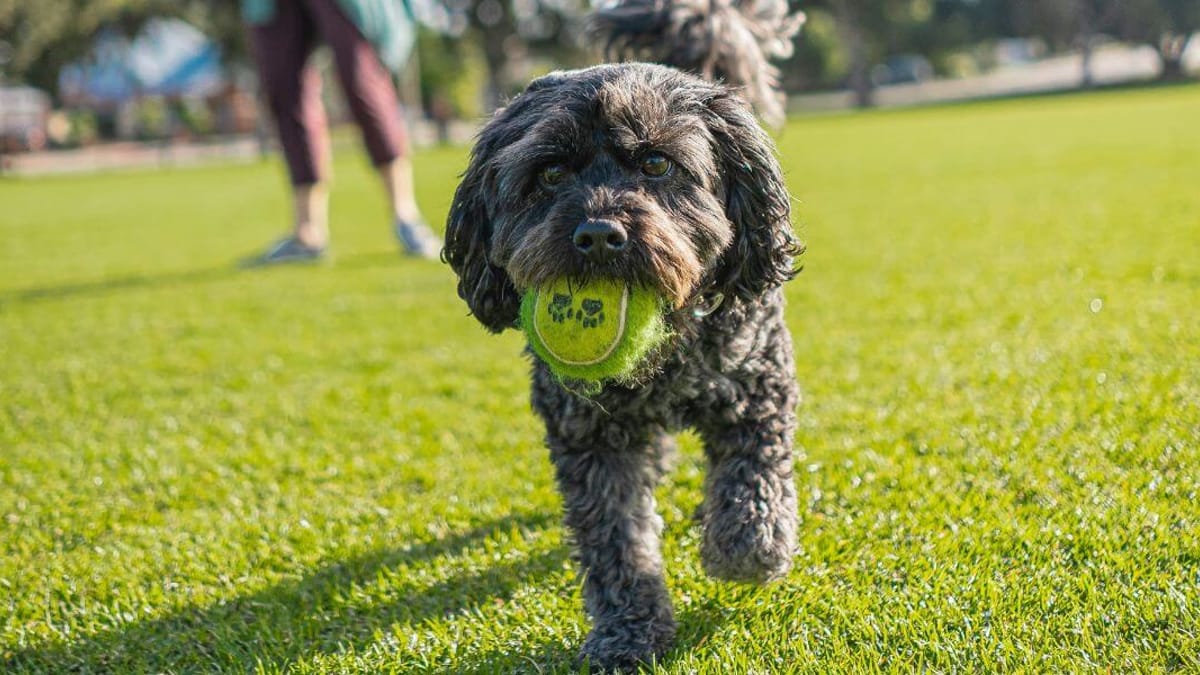 Step-by-step puppy training made easy with Zigzag’s expert-led app